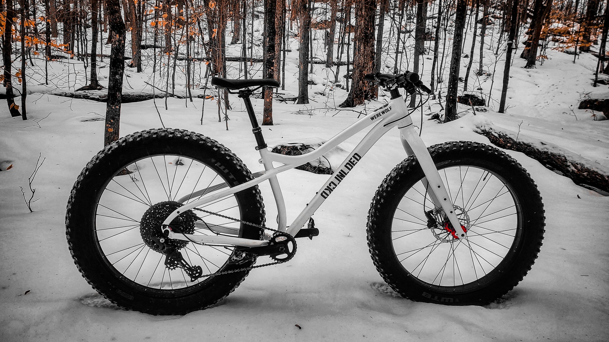 2025 Fat Bike Project: The Werewolf Build for Ultimate Winter ...